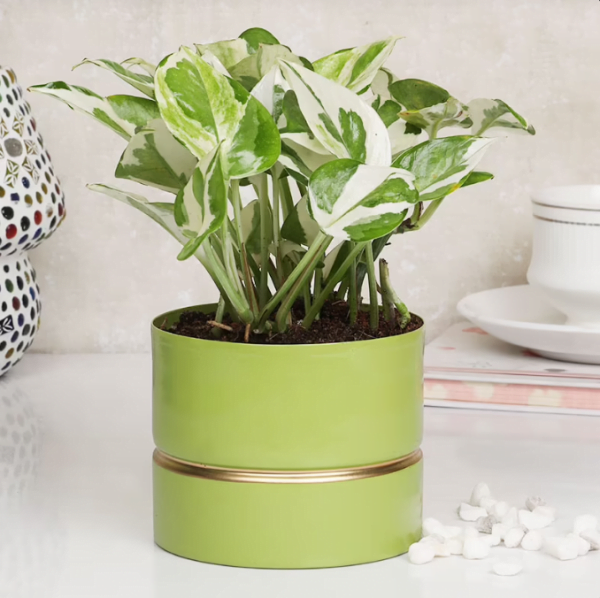 White Pothos Green Vase Plant - Swiss N Tulips