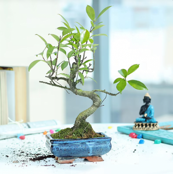 S Shape Ficus Bonsai - Swiss N Tulips
